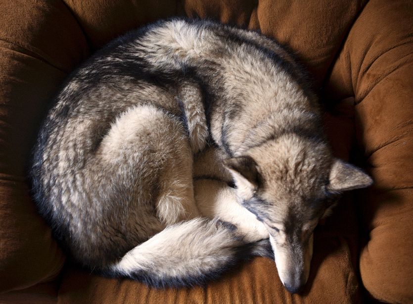 What To Do When Your Pet Passes At Home? – The Green Mortician ...