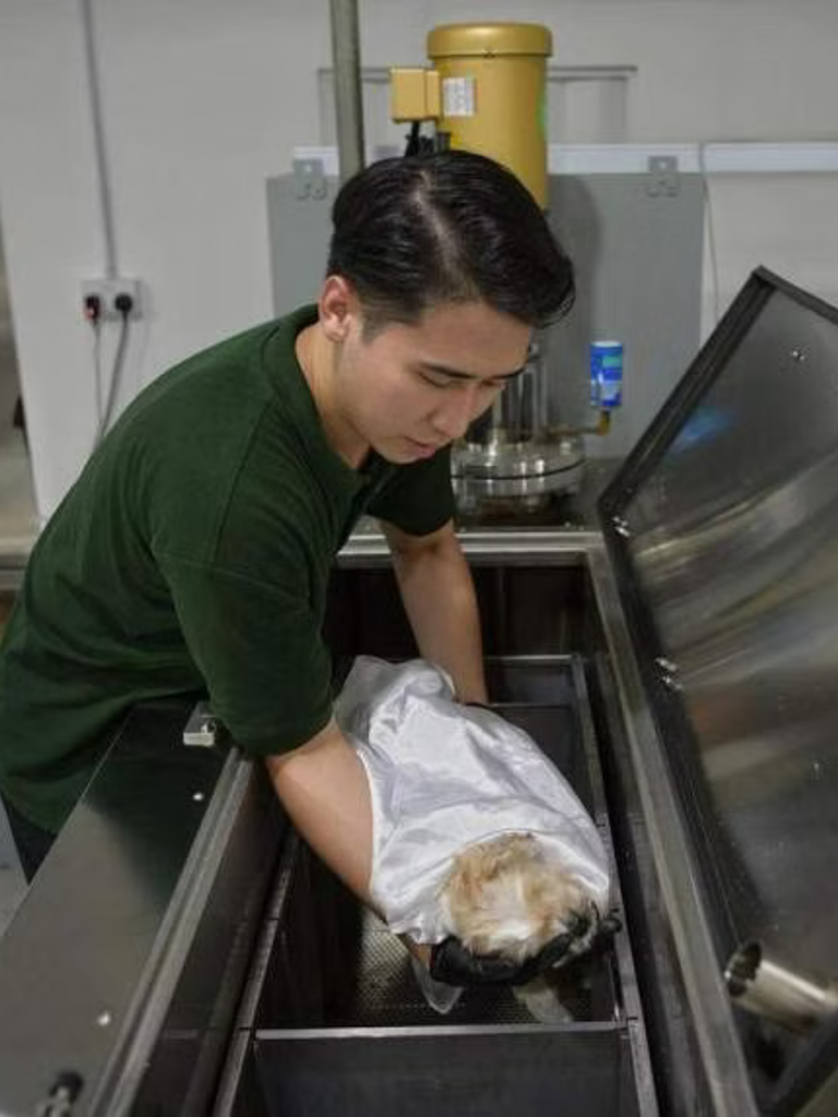 How does Aqua-Cremation work? - The Green Mortician - Flameless Pet ...