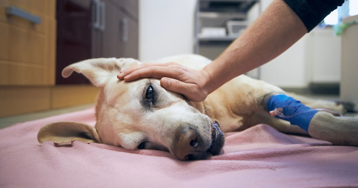 Essential Tips and Advice Before Booking a Pet Cremation Service Every ...